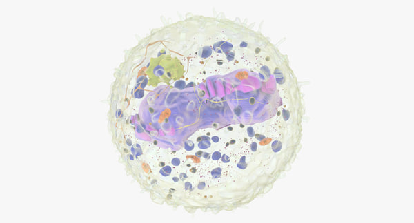 White blood cells 3D model - TurboSquid 1263749