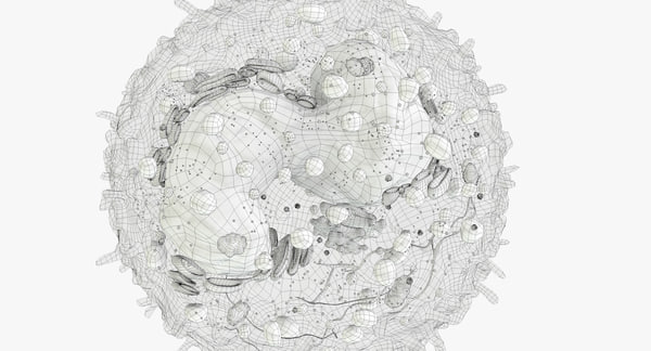 White blood cells 3D model - TurboSquid 1263749