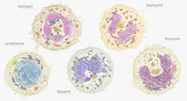White blood cells 3D model - TurboSquid 1263749