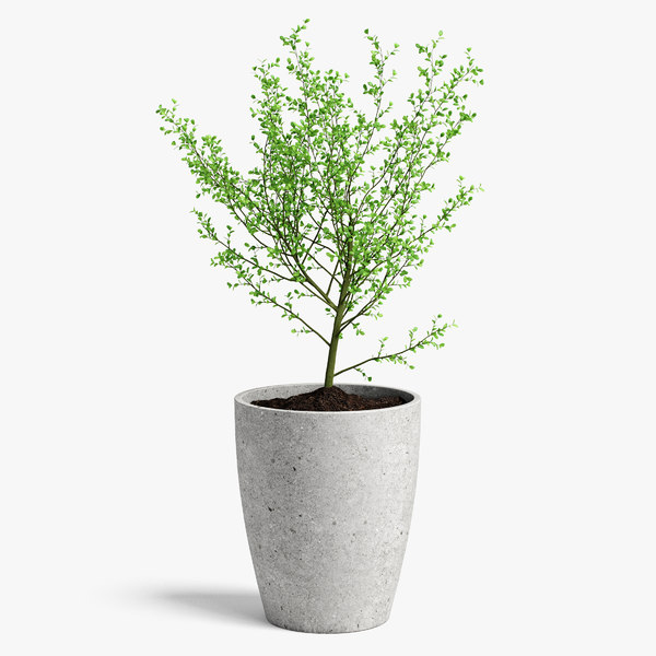 3D tree pot - TurboSquid 1263818