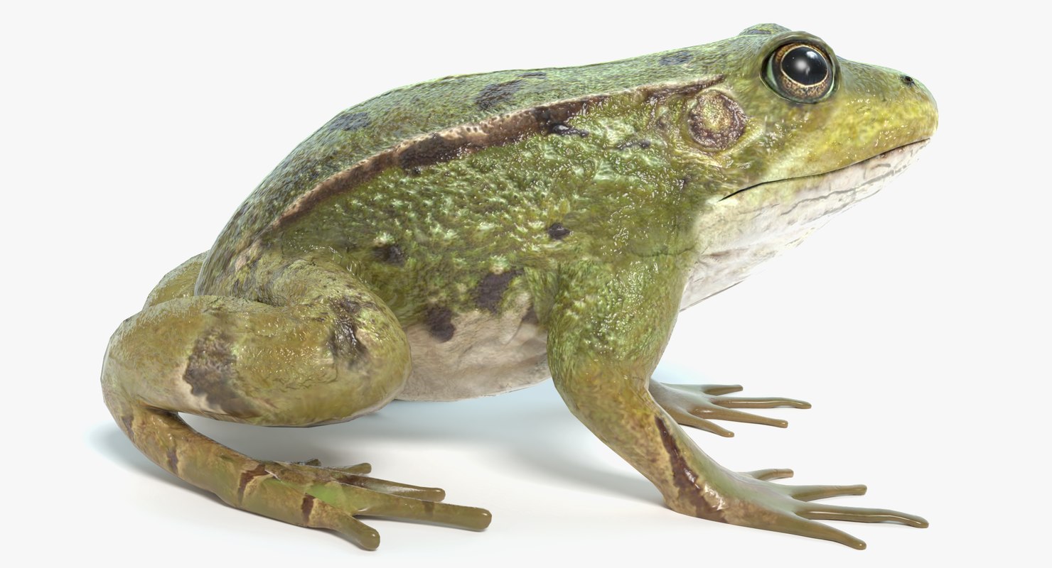 3D frog animations model - TurboSquid 1263902