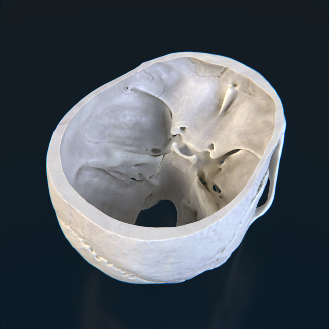 Human skull 3D model - TurboSquid 1264326