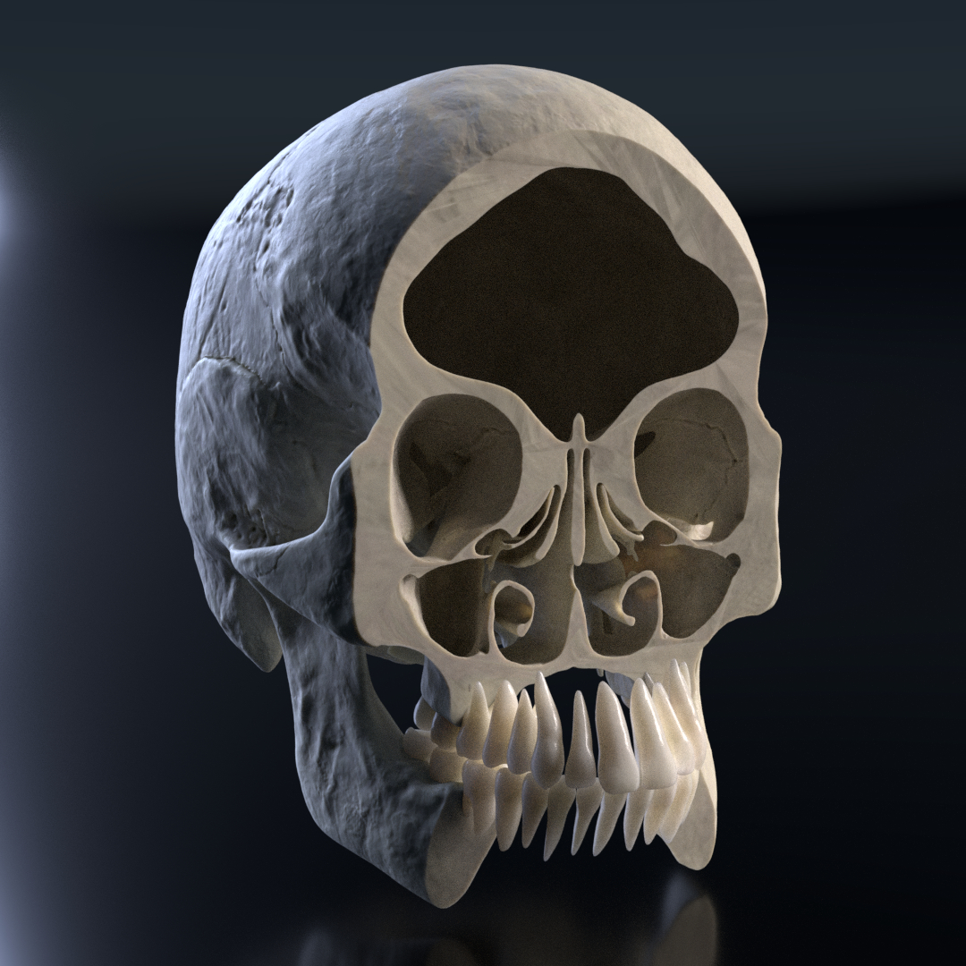 Human skull 3D model - TurboSquid 1264326