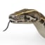 Burmese python animation 3D model - TurboSquid 1264730