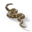 Burmese python animation 3D model - TurboSquid 1264730