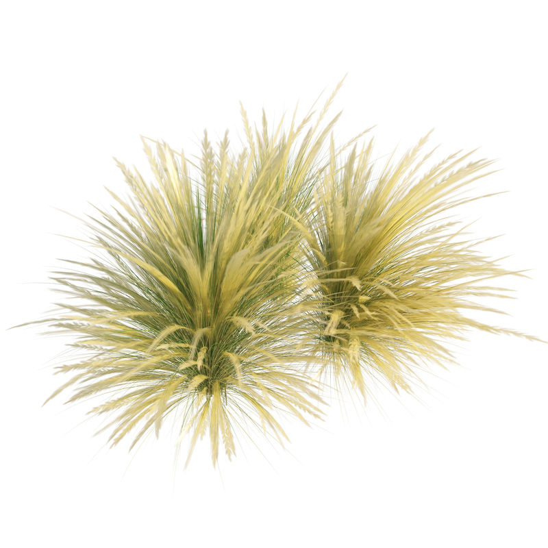3D model mexican feather grass - TurboSquid 1264834