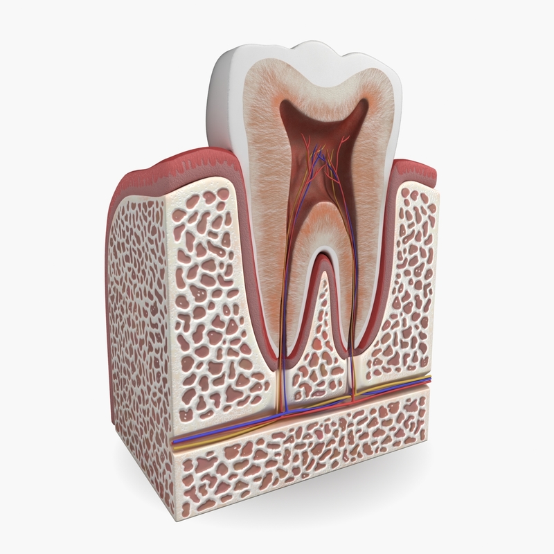 3D tooth anatomy - TurboSquid 1265282