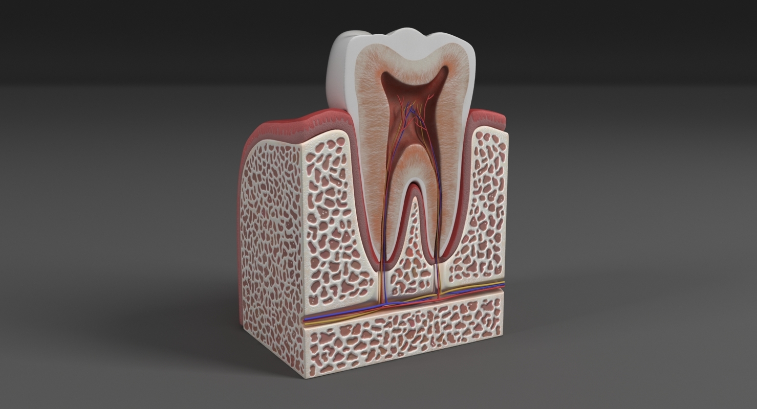 3D tooth anatomy - TurboSquid 1265282