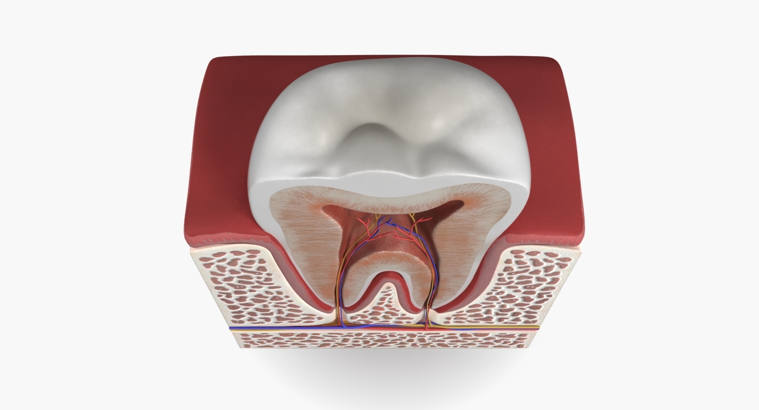 3D tooth anatomy - TurboSquid 1265282