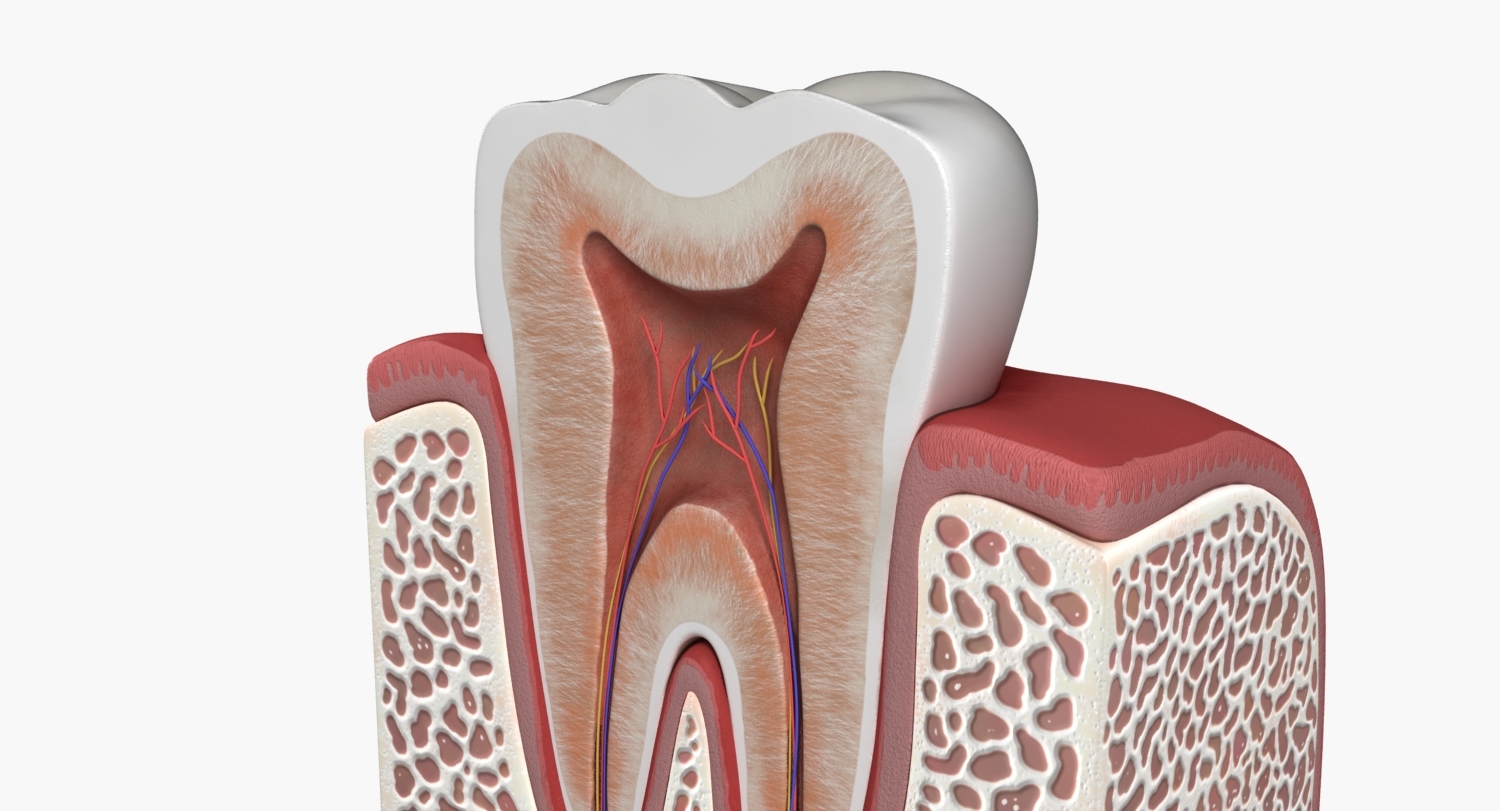 3D tooth anatomy - TurboSquid 1265282