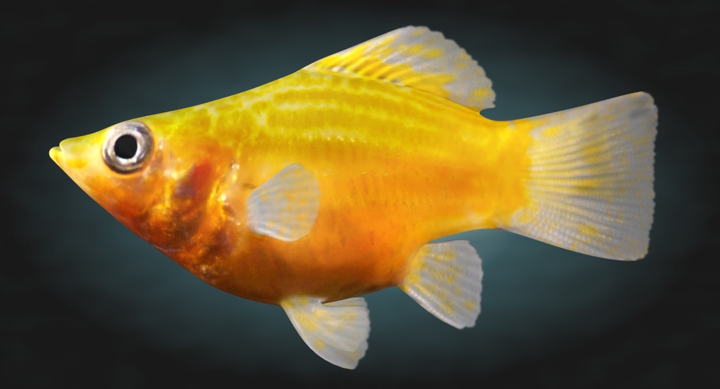 3D realistic female gold molly model - TurboSquid 1266264