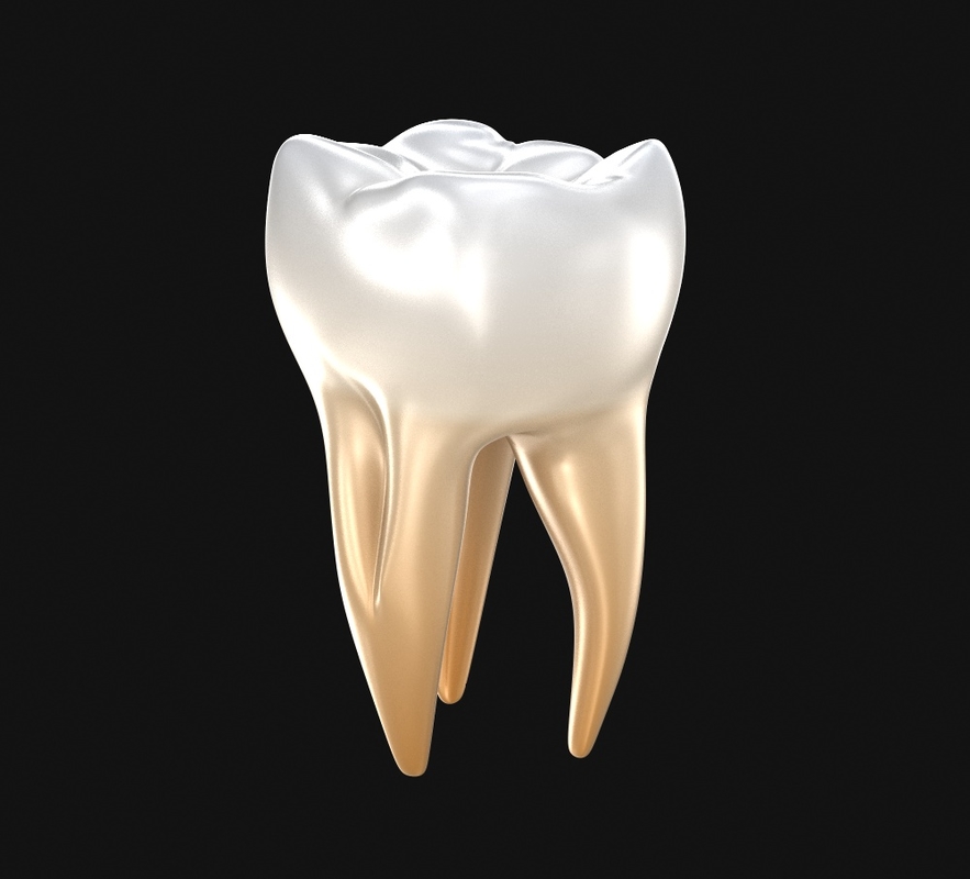 Molar teeth human tooth 3D model - TurboSquid 1266814