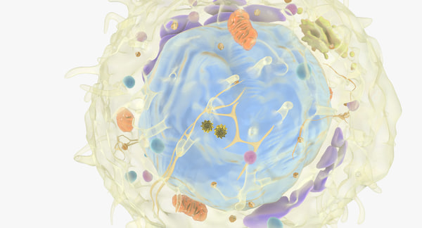 3D model lymphocyte t-cell b-cell - TurboSquid 1267406