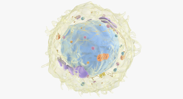 3D model lymphocyte t-cell b-cell - TurboSquid 1267406