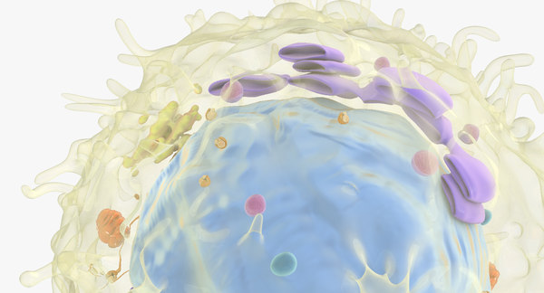 3D model lymphocyte t-cell b-cell - TurboSquid 1267406