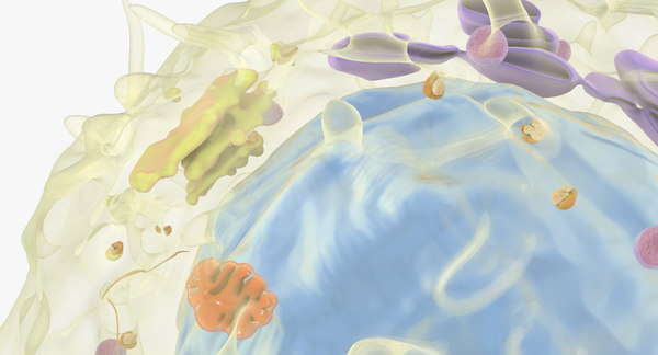 3D model lymphocyte t-cell b-cell - TurboSquid 1267406