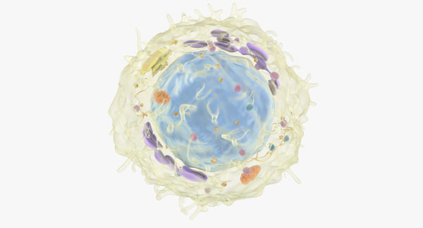3D model lymphocyte t-cell b-cell - TurboSquid 1267406