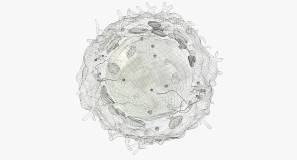 3D model lymphocyte t-cell b-cell - TurboSquid 1267406