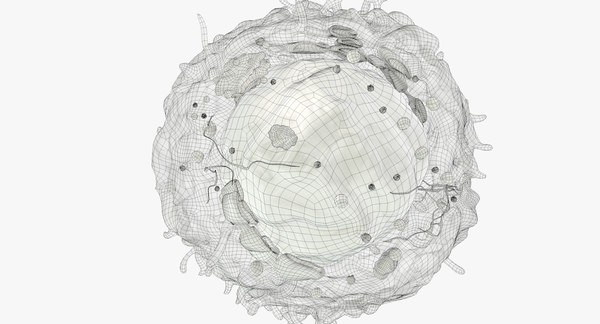 3D model lymphocyte t-cell b-cell - TurboSquid 1267406