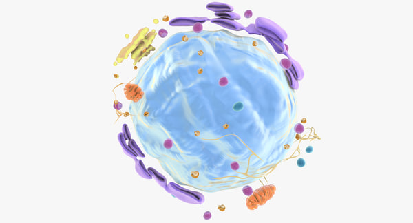 3D model lymphocyte t-cell b-cell - TurboSquid 1267406