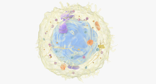 3D model lymphocyte t-cell b-cell - TurboSquid 1267406