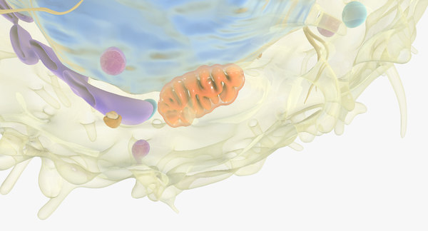 3D model lymphocyte t-cell b-cell - TurboSquid 1267406