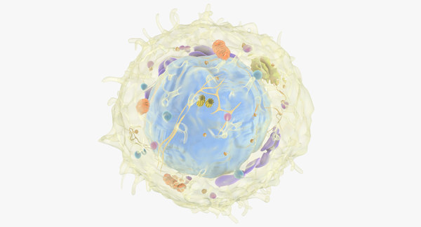 3D model lymphocyte t-cell b-cell - TurboSquid 1267406