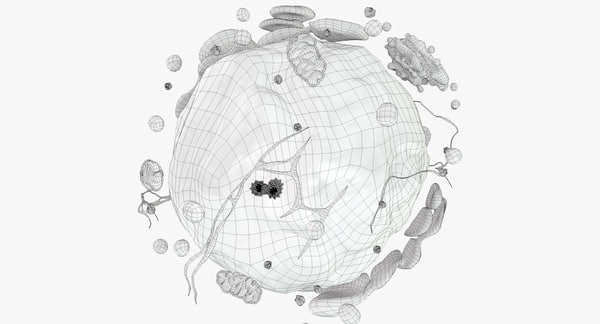 3D model lymphocyte t-cell b-cell - TurboSquid 1267406
