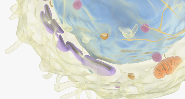 3D model lymphocyte t-cell b-cell - TurboSquid 1267406