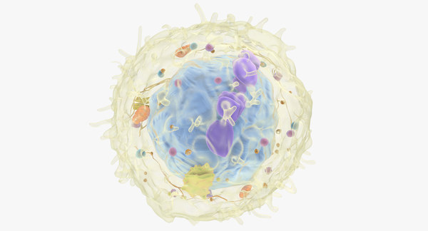 3D model lymphocyte t-cell b-cell - TurboSquid 1267406