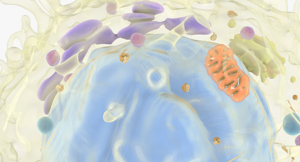 3D model lymphocyte t-cell b-cell - TurboSquid 1267406