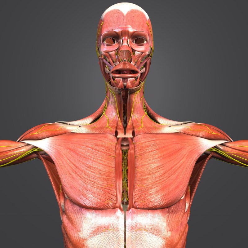 Human body muscles 3D model - TurboSquid 1268623