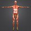 Human body muscles 3D model - TurboSquid 1268623