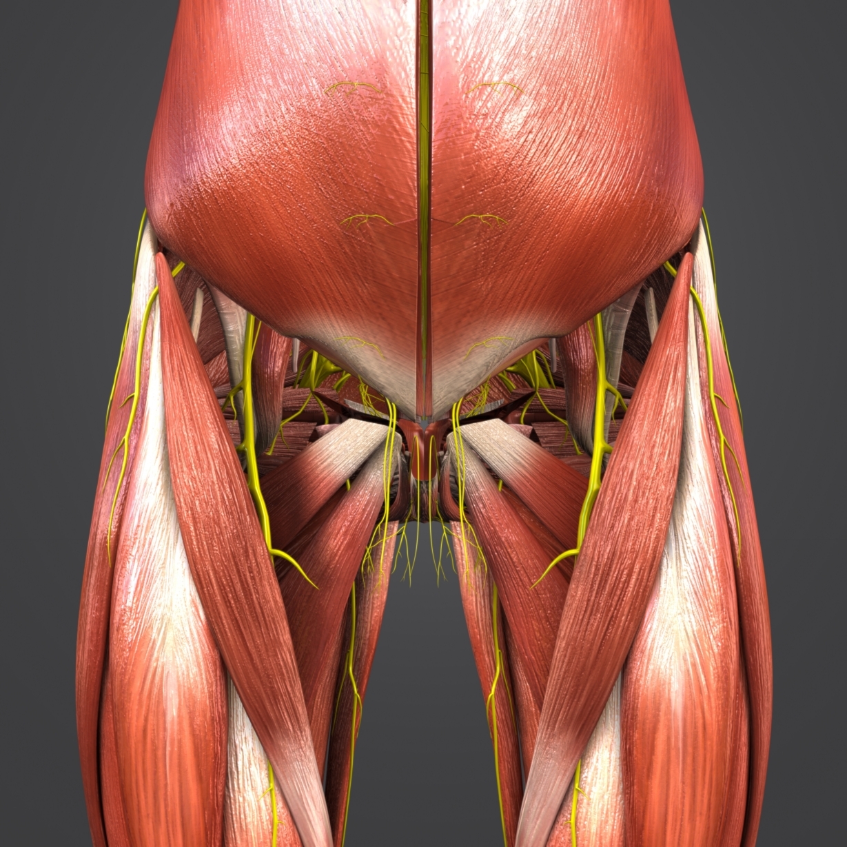 Human body muscles 3D model - TurboSquid 1268623