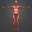 3D model human body muscles - TurboSquid 1268735