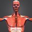 3D muscular muscles - TurboSquid 1268741