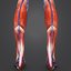 3D muscular muscles - TurboSquid 1268741