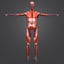 3D muscular muscles - TurboSquid 1268741