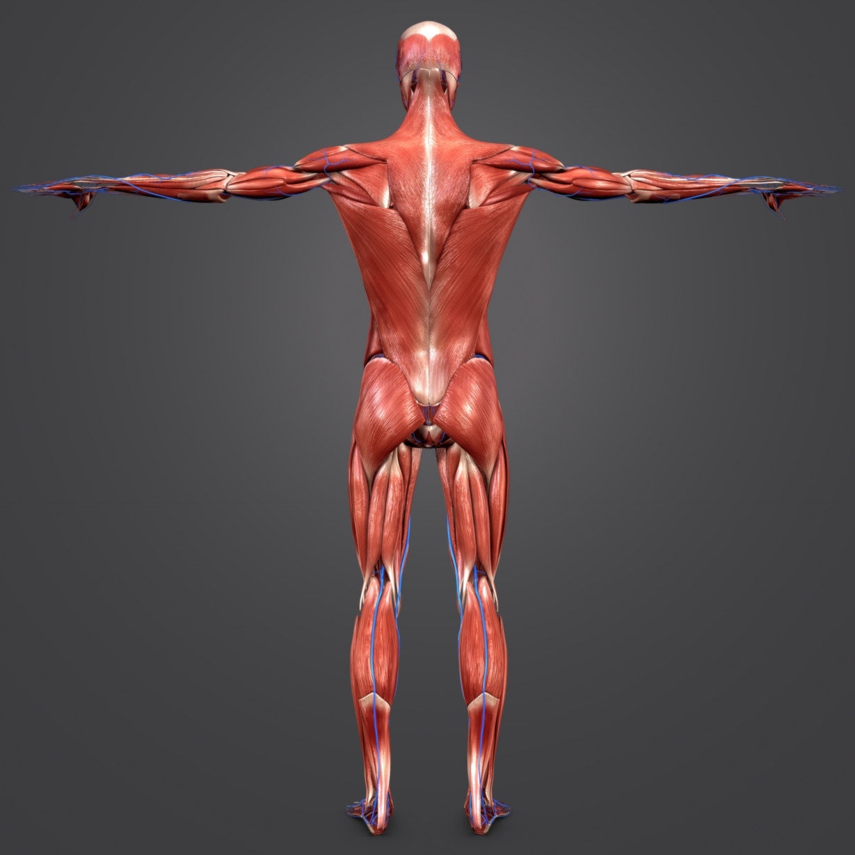 3D muscular muscles - TurboSquid 1268828