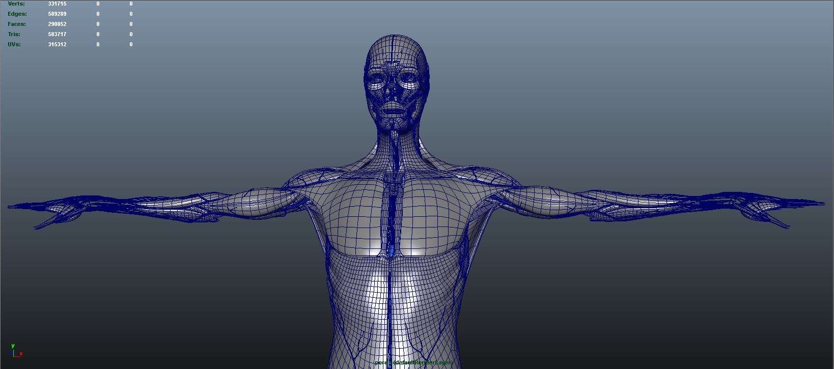 3D muscular muscles - TurboSquid 1268828