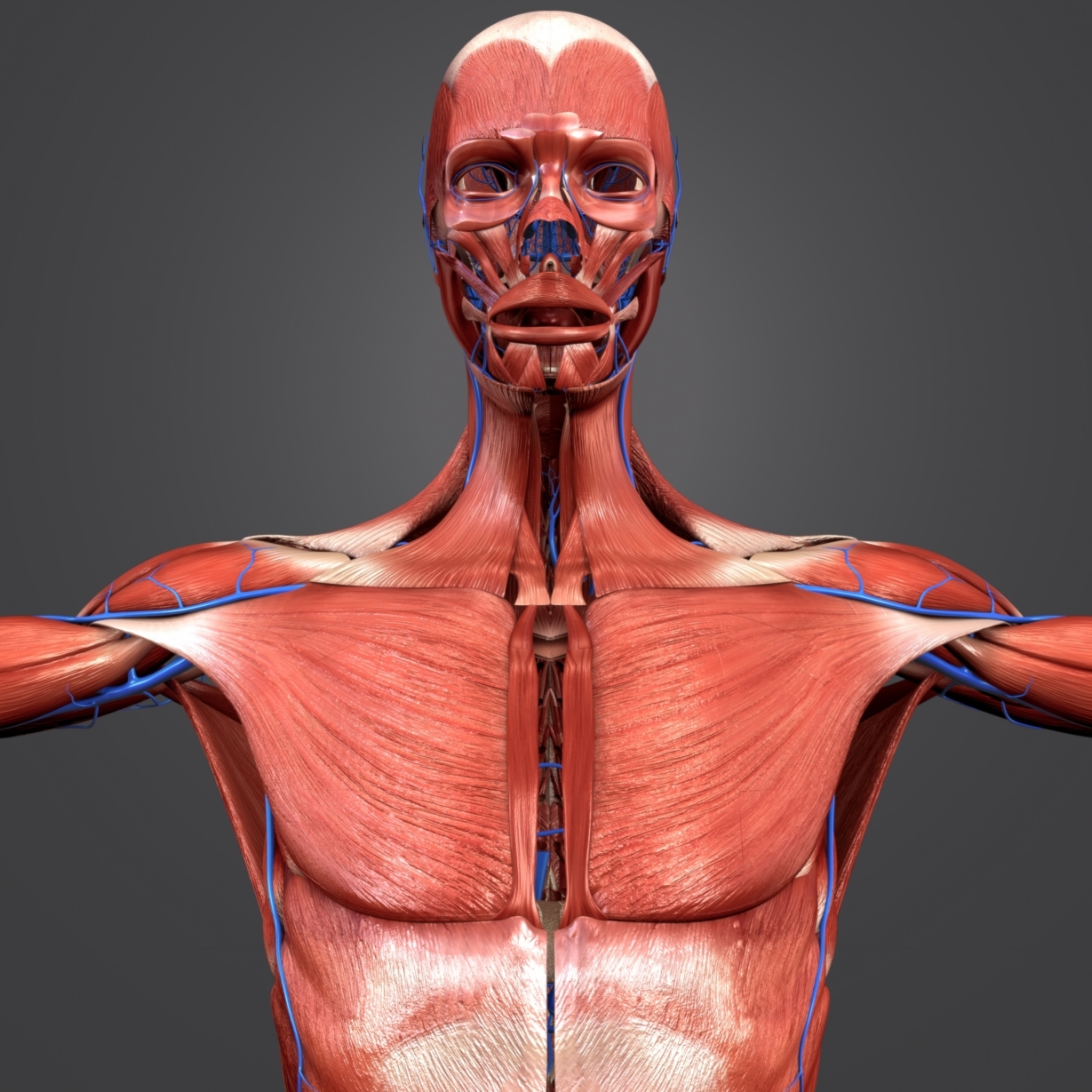 3D muscular muscles - TurboSquid 1268828