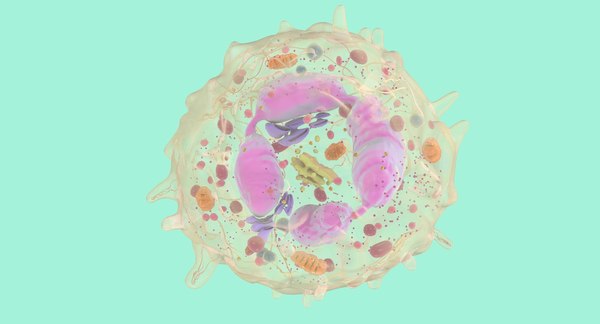 Neutrophil cells azurophilic 3D model - TurboSquid 1268922