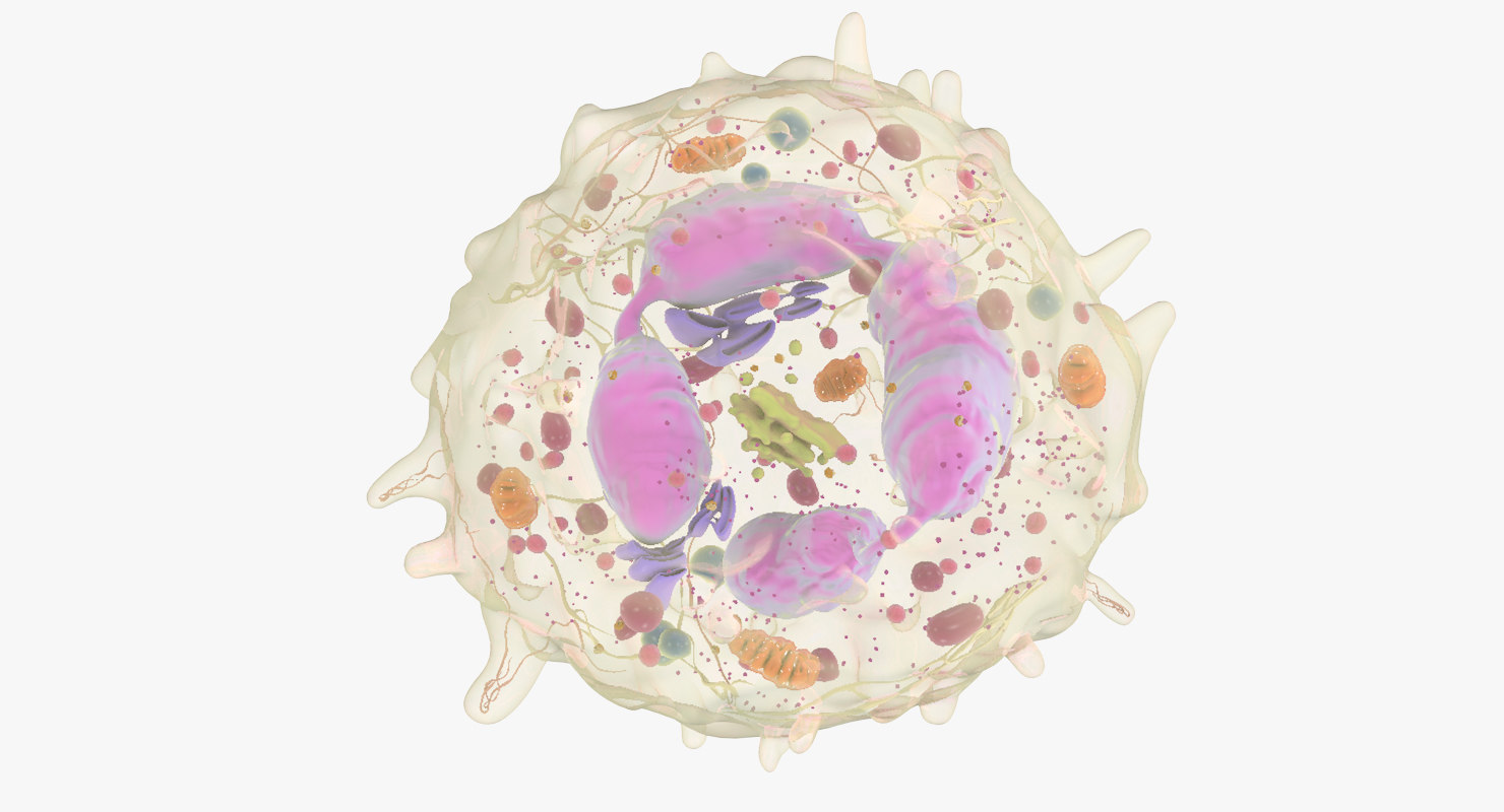 Neutrophil cells azurophilic 3D model - TurboSquid 1268922
