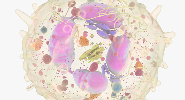 Neutrophil cells azurophilic 3D model - TurboSquid 1268922