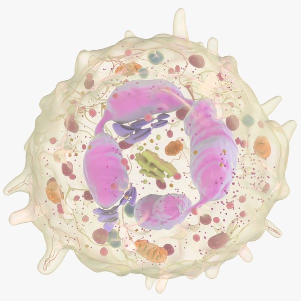 Neutrophil cells azurophilic 3D model - TurboSquid 1268922
