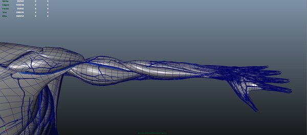 3D muscular muscles nerves - TurboSquid 1269626
