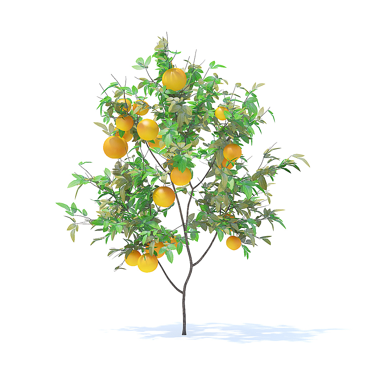 3D fruit trees volume 95 - TurboSquid 1269718