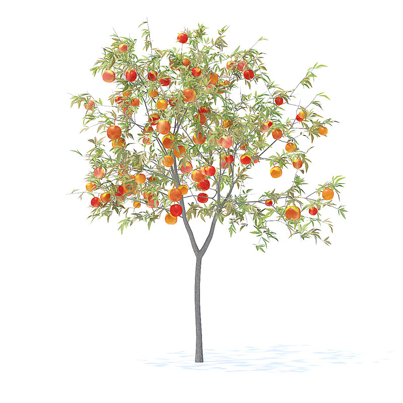 3D fruit trees volume 95 - TurboSquid 1269722