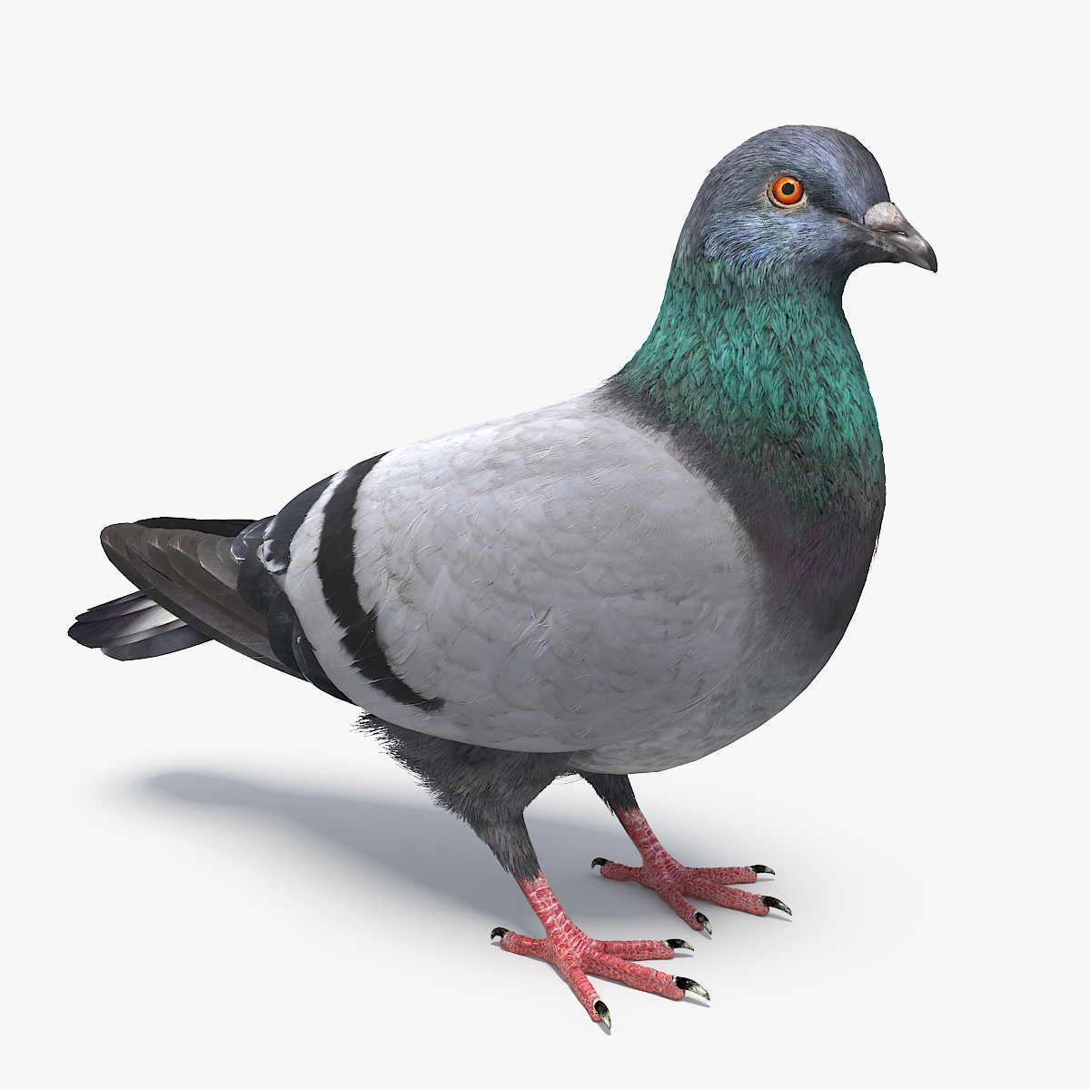 City pigeon rigging animation model - TurboSquid 1270363