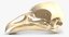 3D bird skull model - TurboSquid 1270476